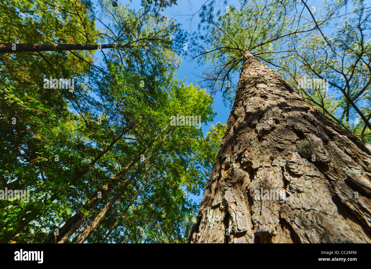 USA, Georgia, Stone Mountain, Low angle view of pine tree in forest ...
