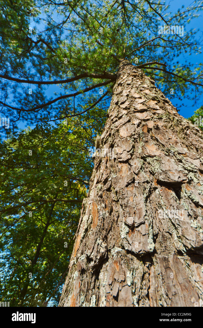 Georgia pine tree hi-res stock photography and images - Alamy