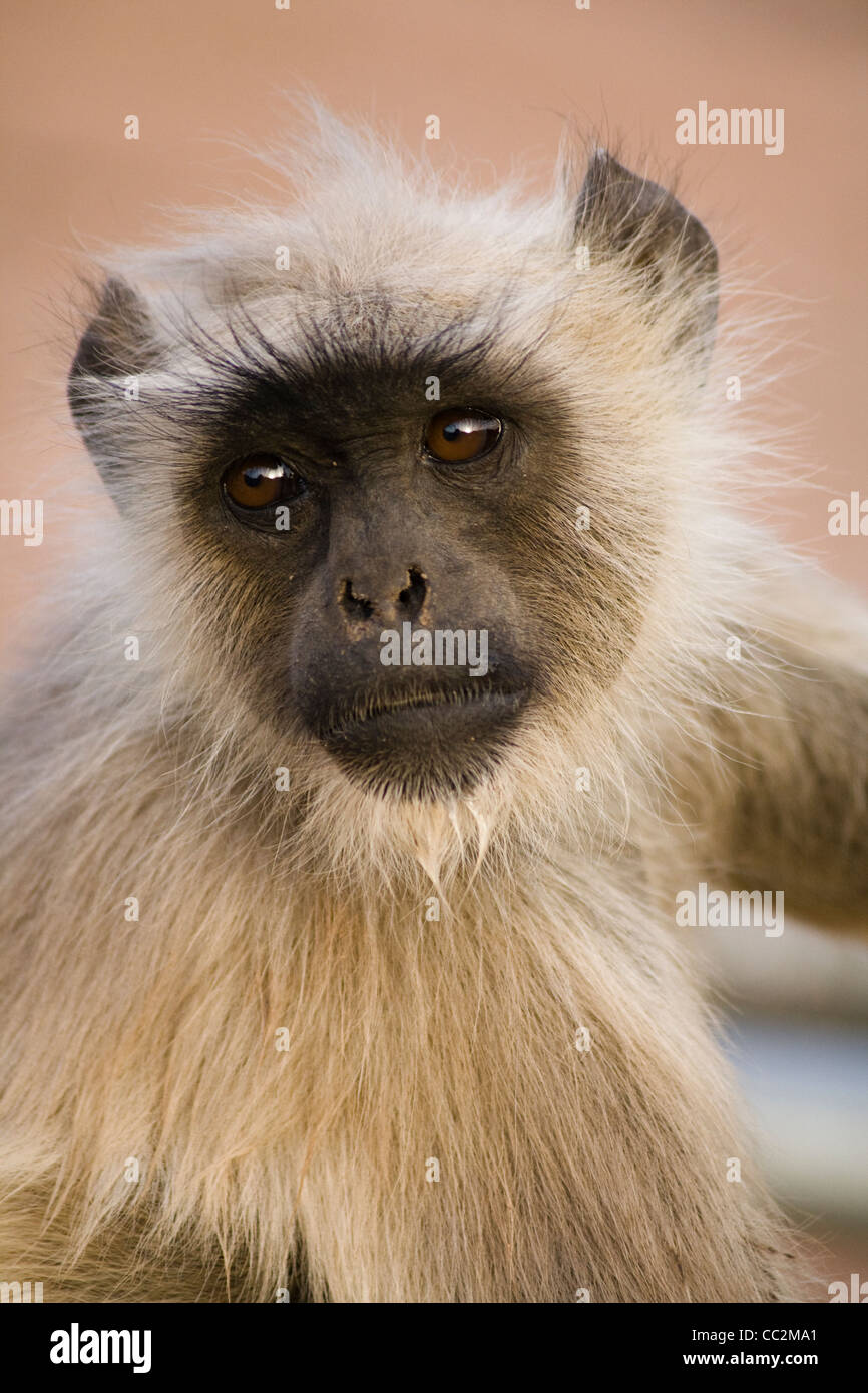 Silver langur hi-res stock photography and images - Alamy