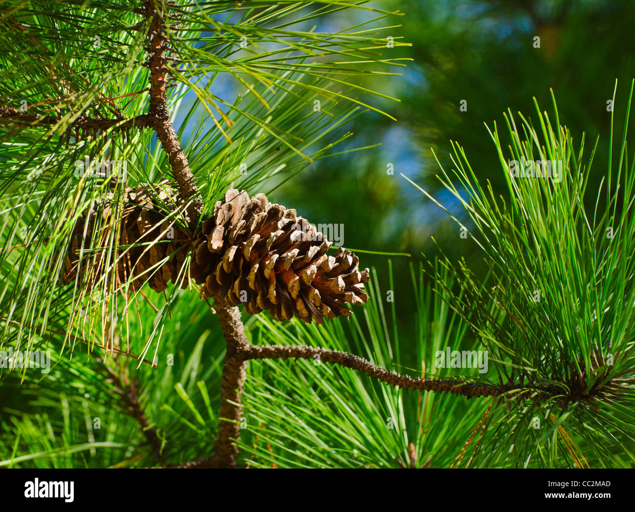 Usa georgia pine mountain hi-res stock photography and images - Alamy