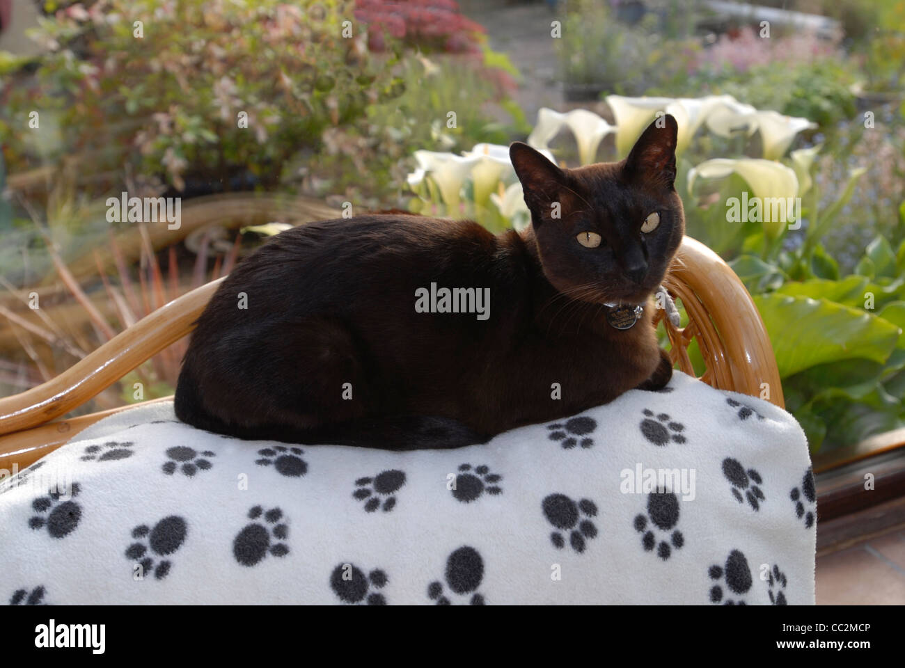 Brown burmese cat on conservatory hi-res stock photography and images ...