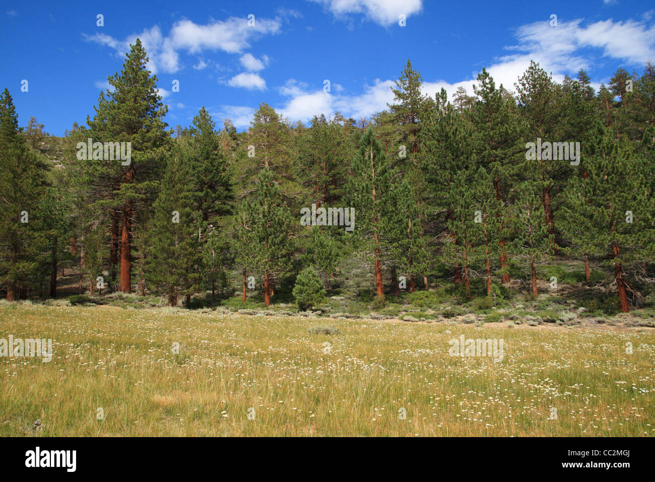 Meadow in the Sierra Nevada mountains in California with white flowers ...