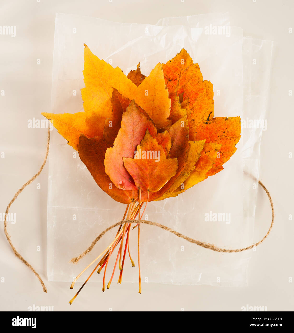 Bunch of autumn leaves on white background Stock Photo - Alamy