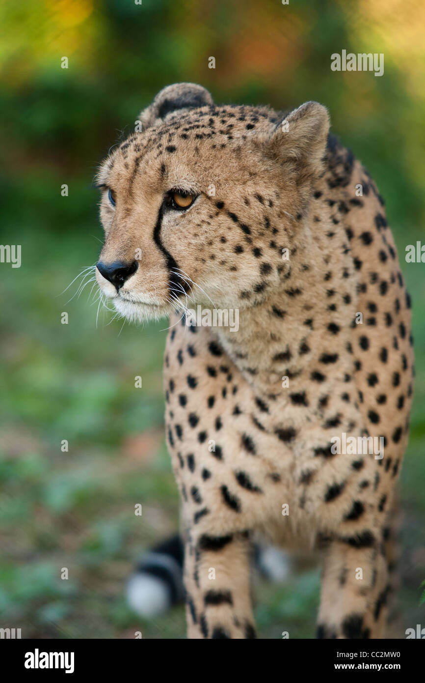 A captive southern cheetah Stock Photo - Alamy