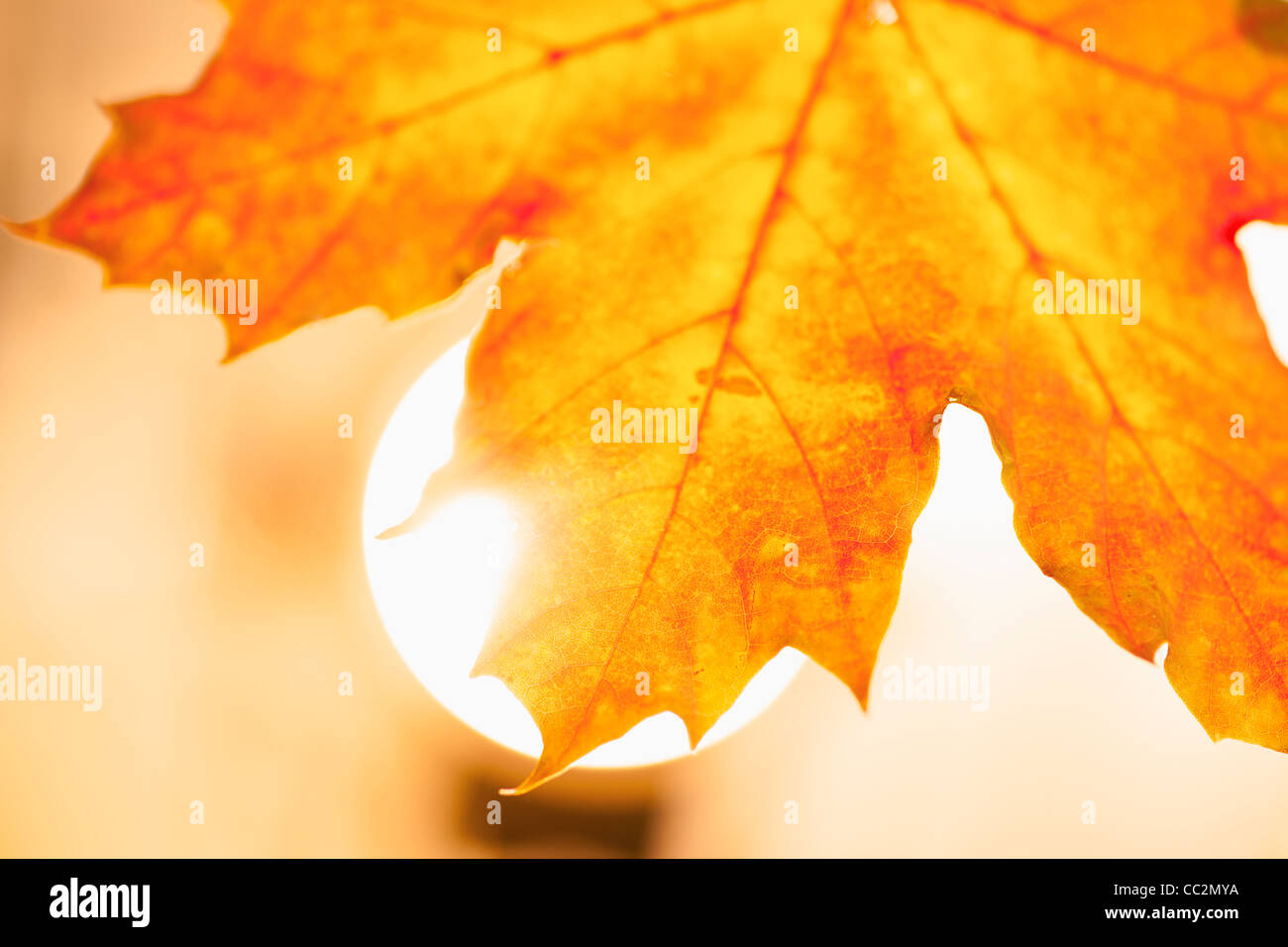 Studio shot of maple leaf Stock Photo - Alamy