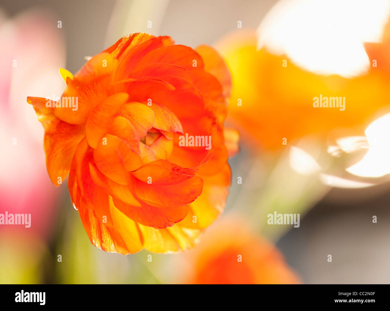 Studio shot of orange Ranunculus Stock Photo - Alamy
