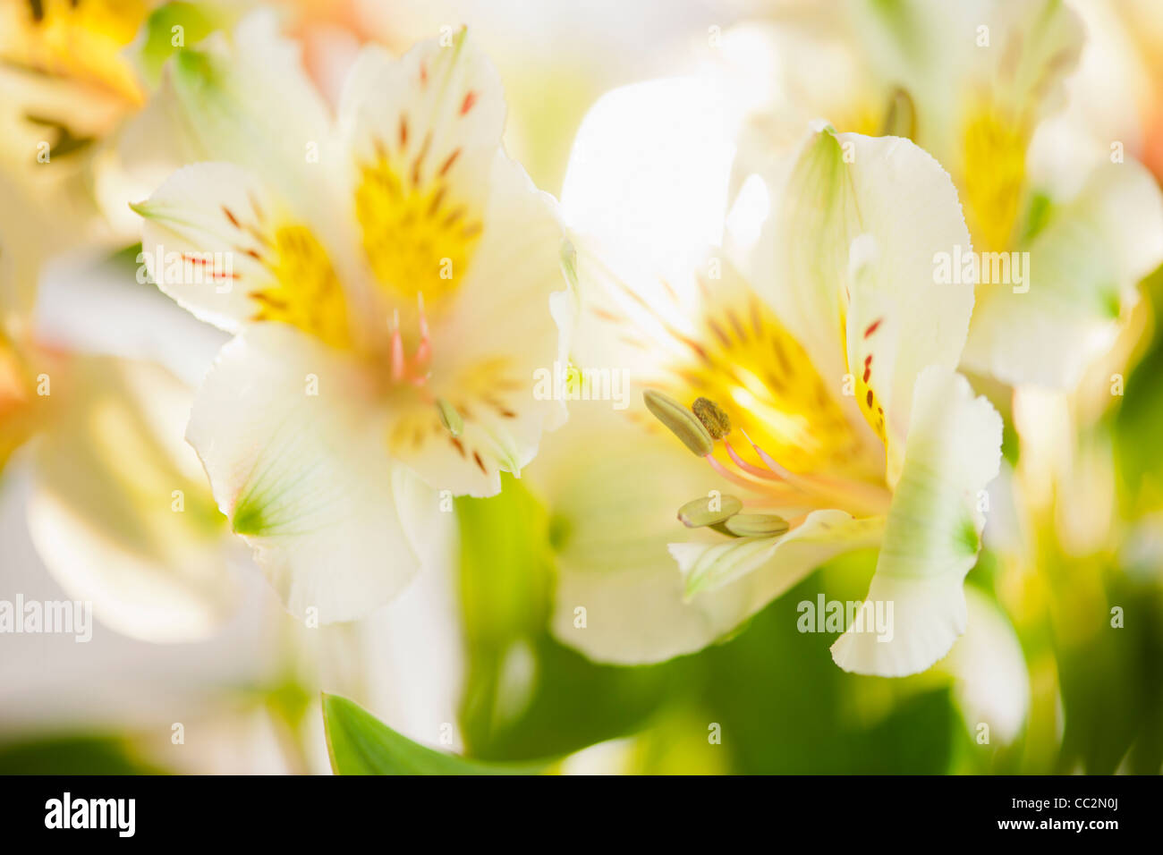 Studio shot of white Alstroe Meria Stock Photo - Alamy