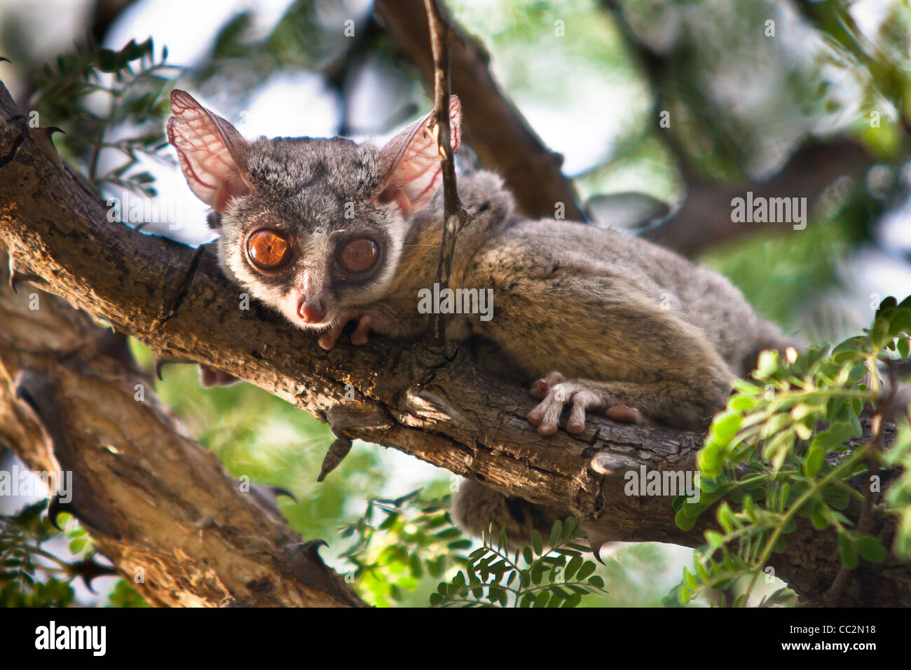 A lesser bush baby (Galago moholi) in a tree in South Africa Stock ...