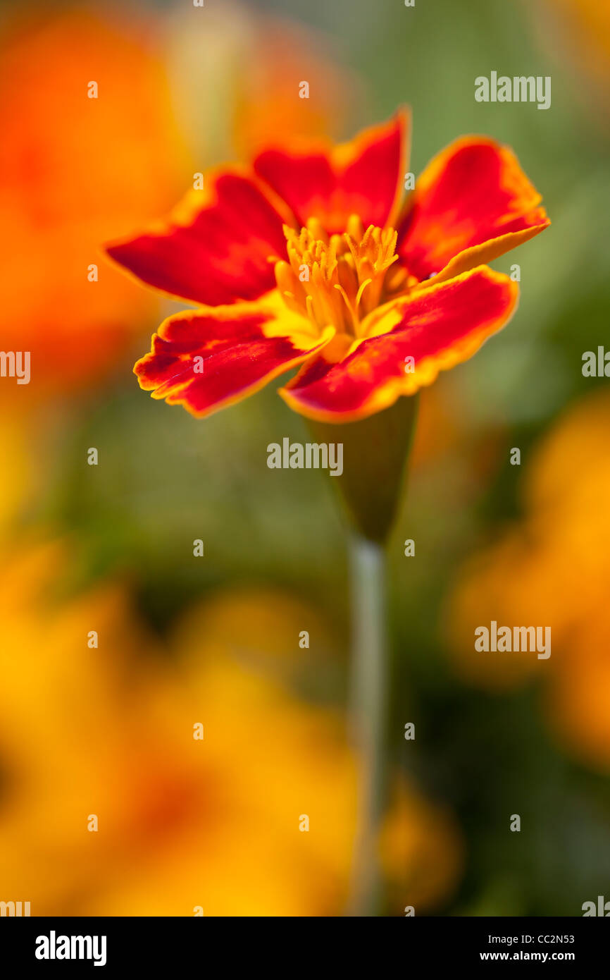 Tageteae hi-res stock photography and images - Alamy