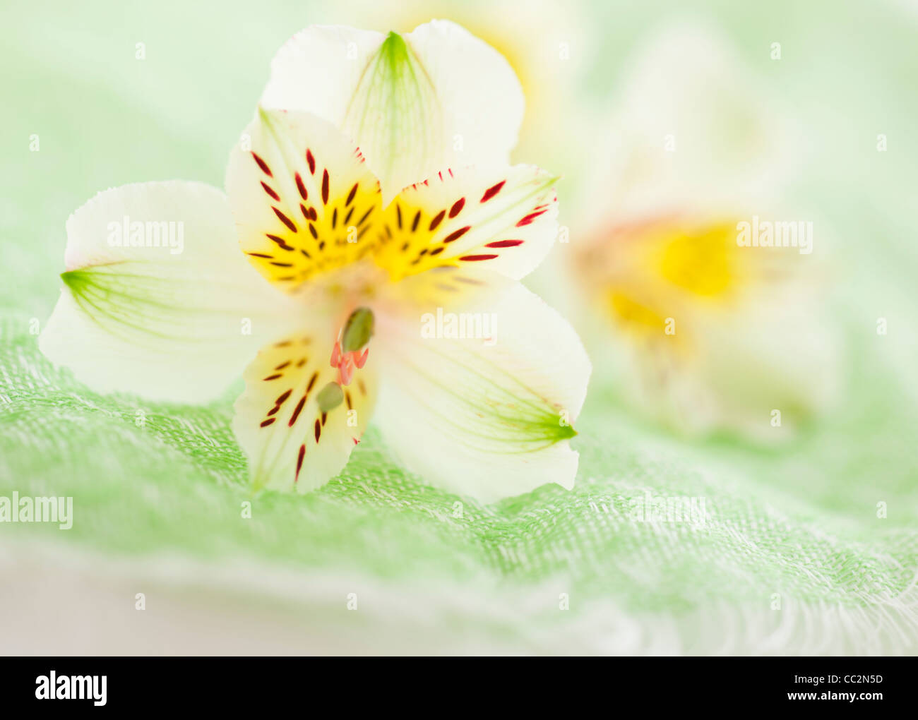 Studio shot of white Alstroe Meria Stock Photo - Alamy