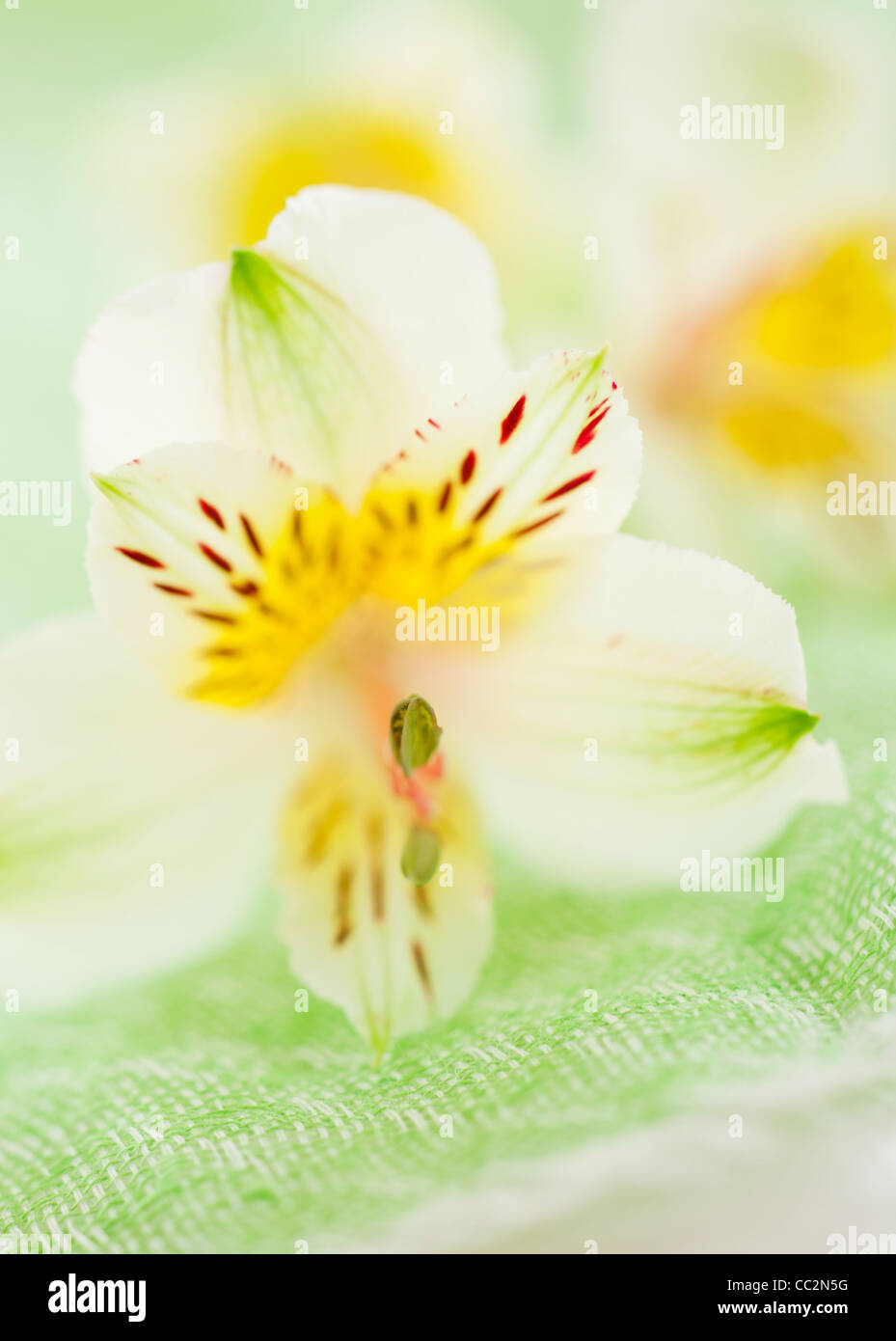Studio shot of white Alstroe Meria Stock Photo - Alamy