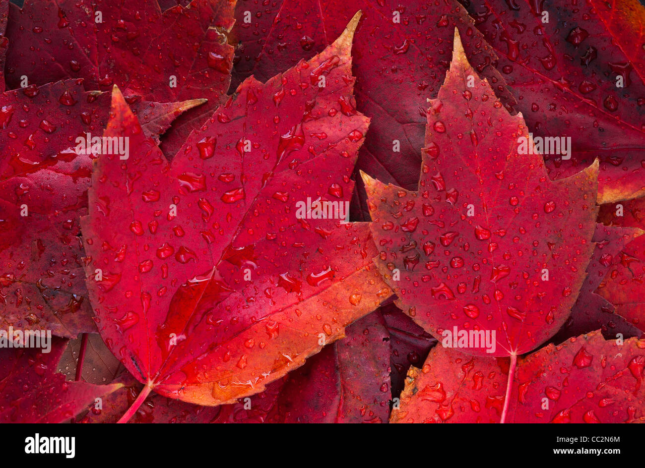 Red fall leaves with water drops Stock Photo - Alamy