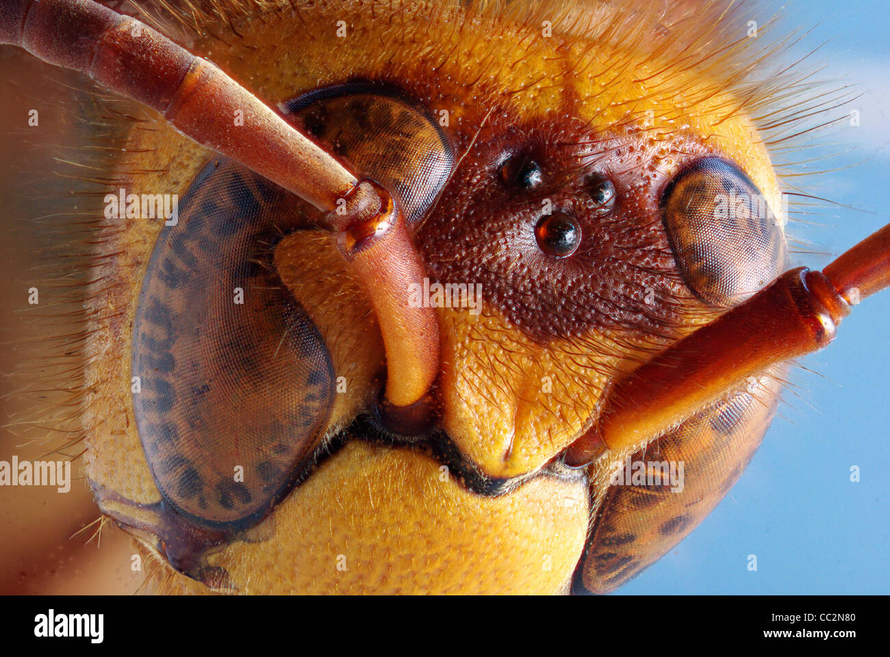 Ocelli ocellus compound eye hi-res stock photography and images - Alamy