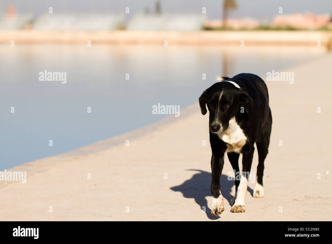 Dog morocco hi-res stock photography and images - Alamy