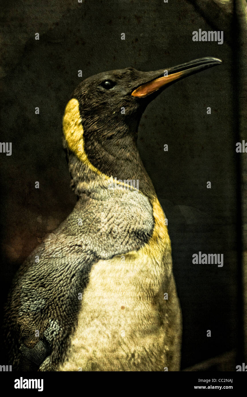 Dead penguin hi-res stock photography and images - Alamy