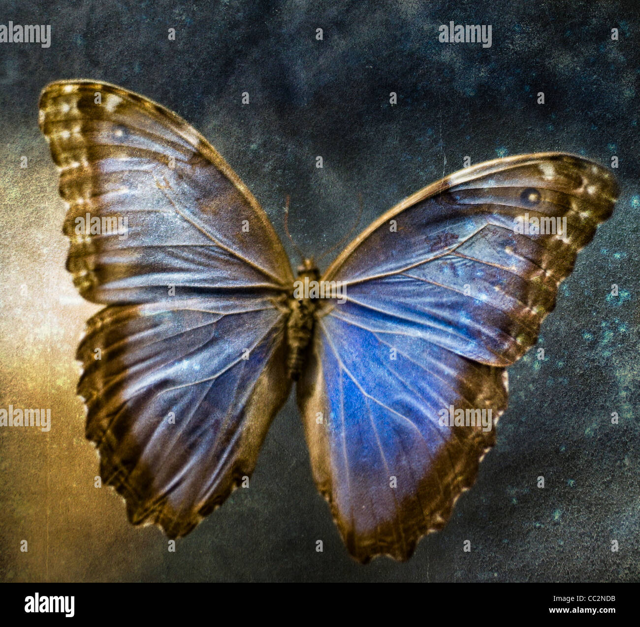 Creative image of a mounted exotic butterfly Stock Photo - Alamy