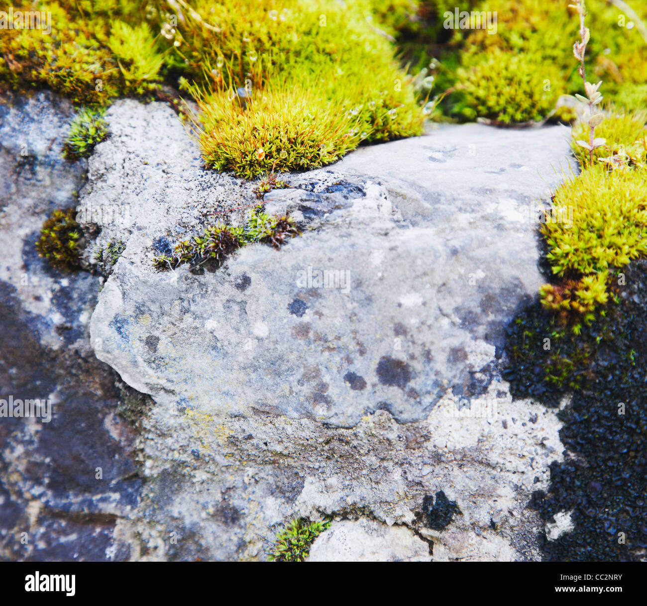 Moss on rock hi-res stock photography and images - Alamy