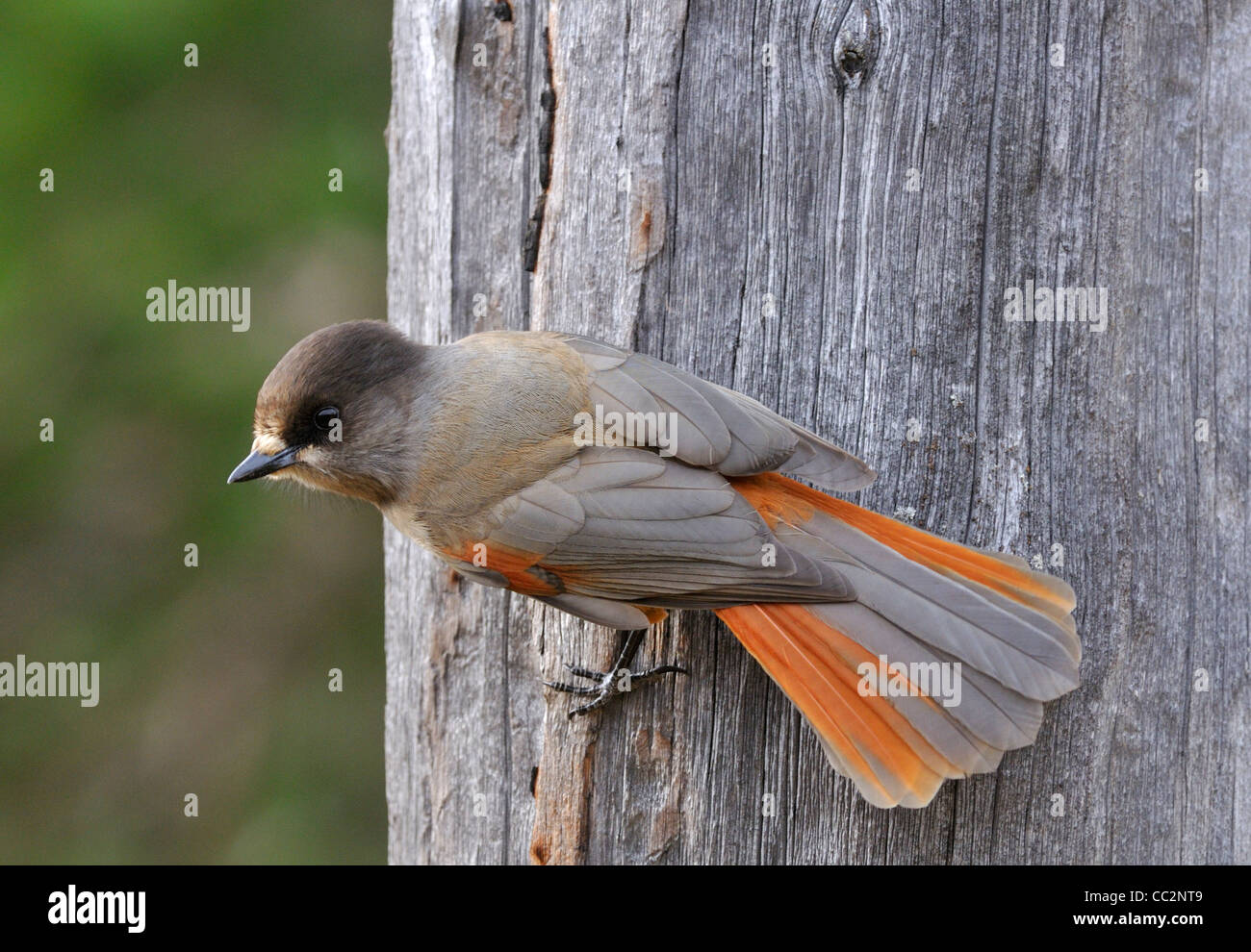 Siberian Jay (Perisoreus infaustus) on a dead pine tree Stock Photo - Alamy
