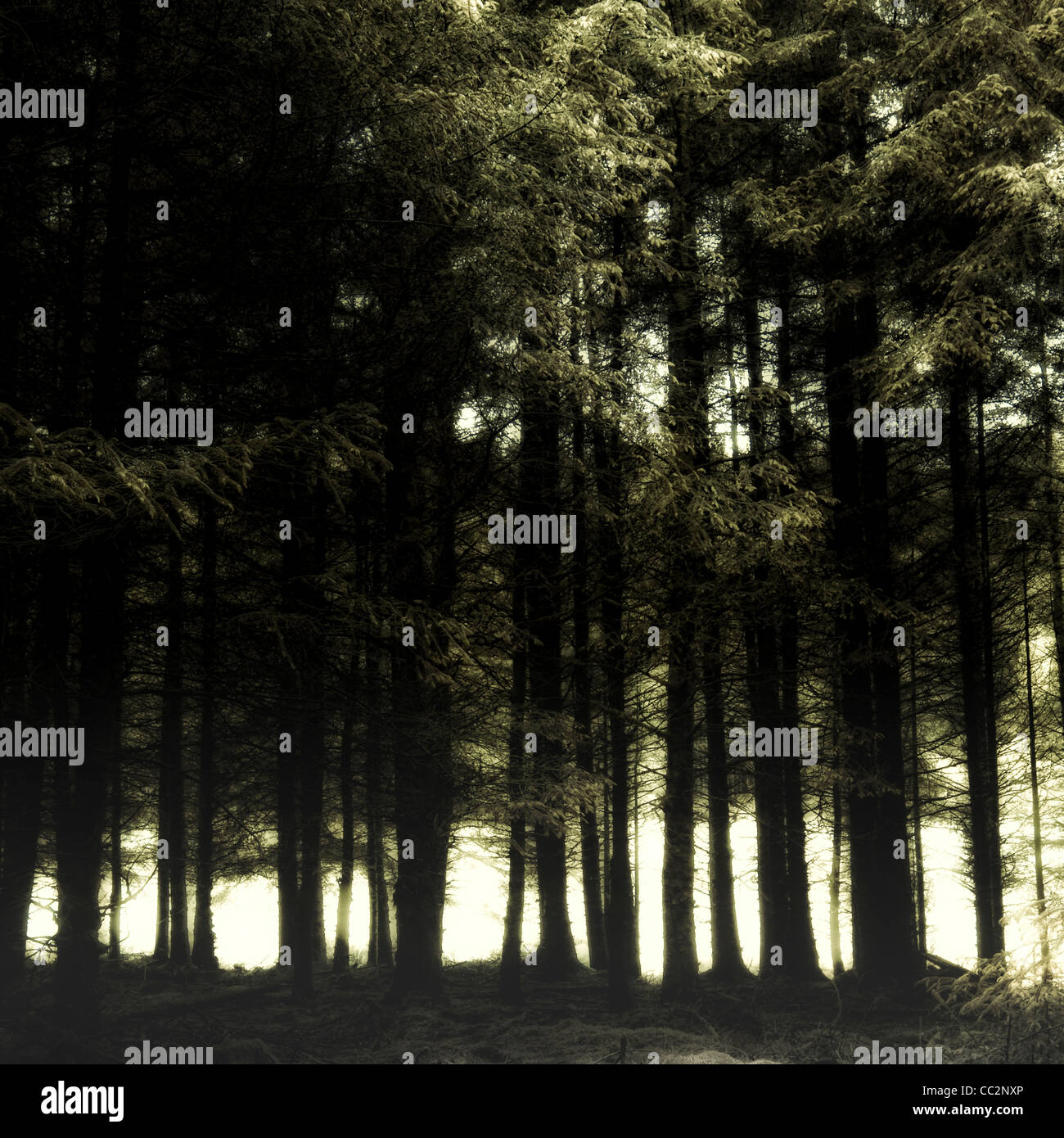 Trees in forest Stock Photo - Alamy