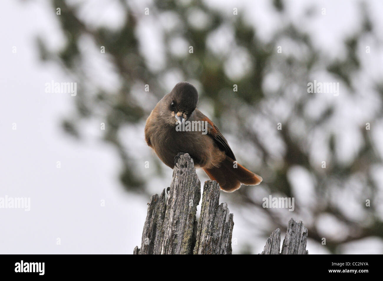Siberian Jay (Perisoreus infaustus Stock Photo - Alamy
