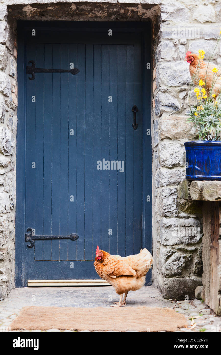 Ireland, County Westmeath, Hen in front of wooden door Stock Photo - Alamy