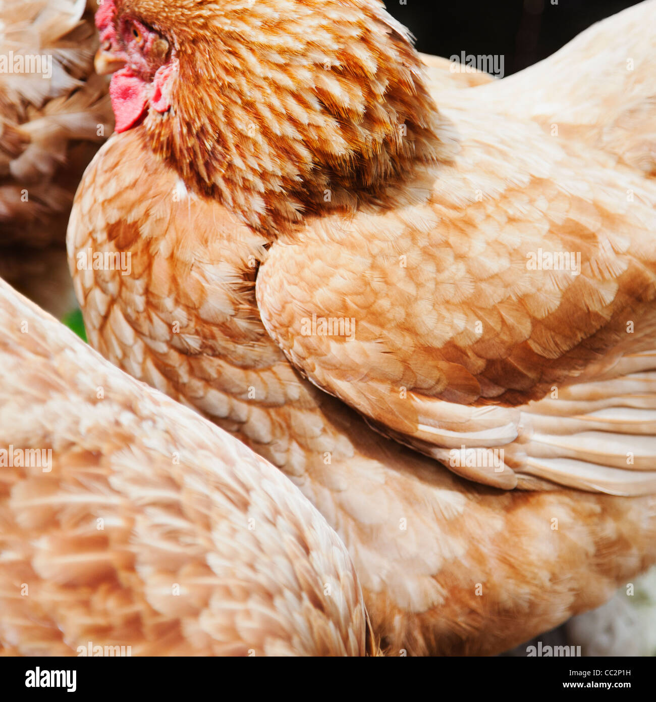 Hen part hi-res stock photography and images - Alamy