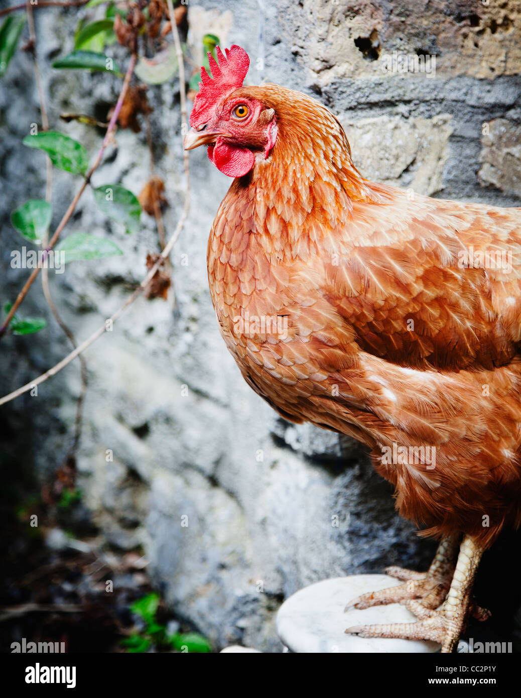 Ireland, County Westmeath, Close up of chicken Stock Photo - Alamy