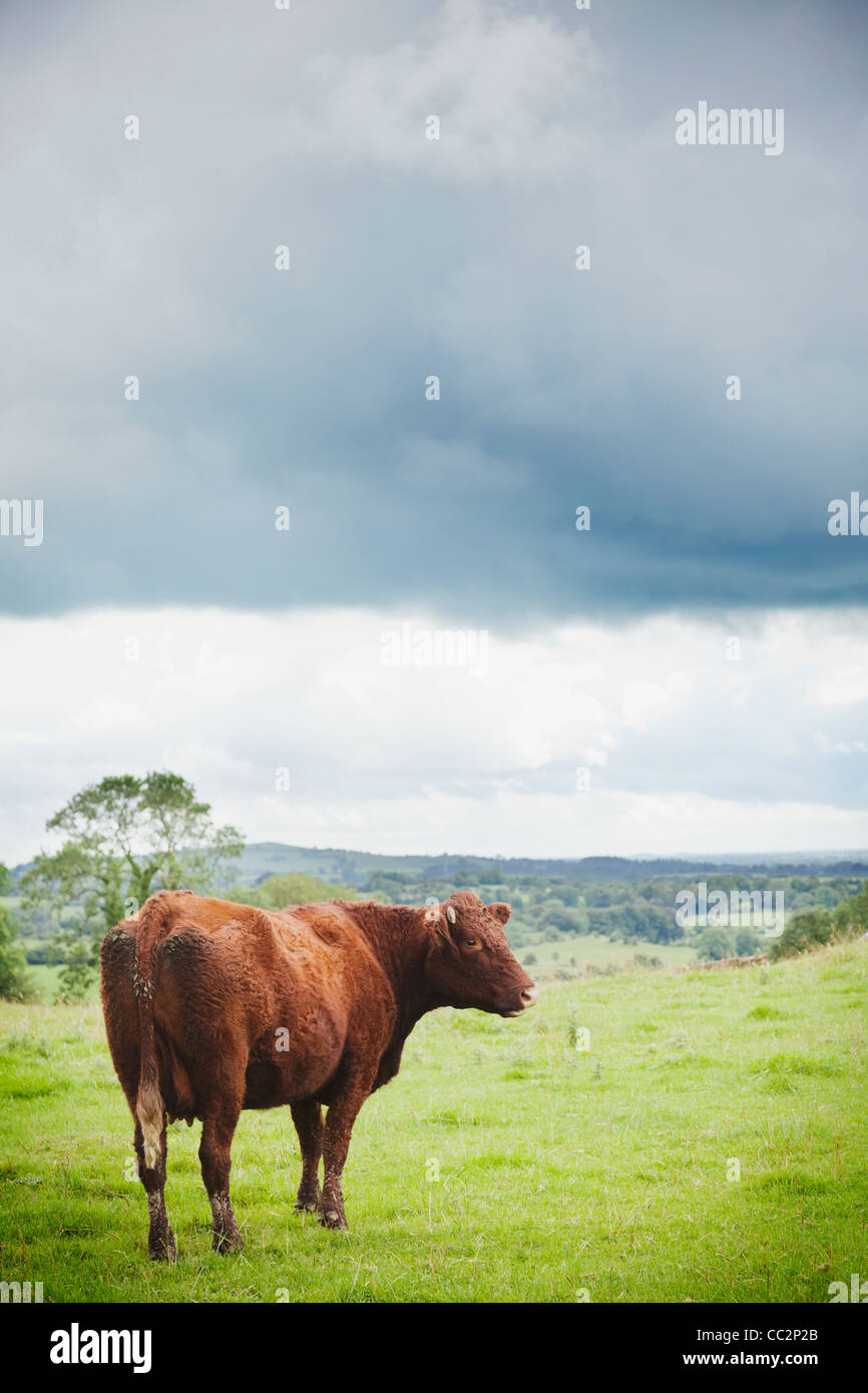 Ireland, County Westmeath, Cow on pasture Stock Photo - Alamy
