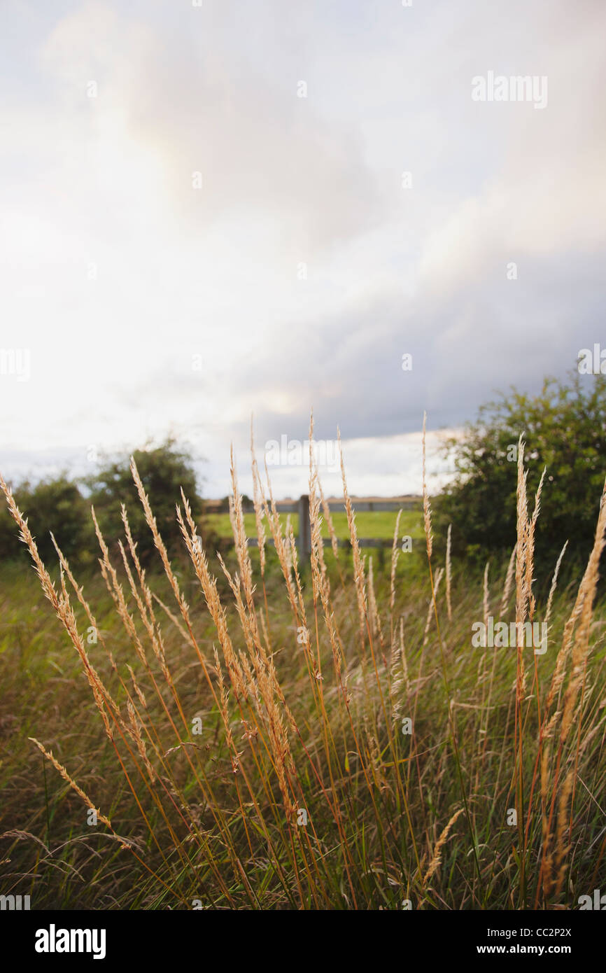 Ireland, County Westmeath, Grass on pasture Stock Photo - Alamy