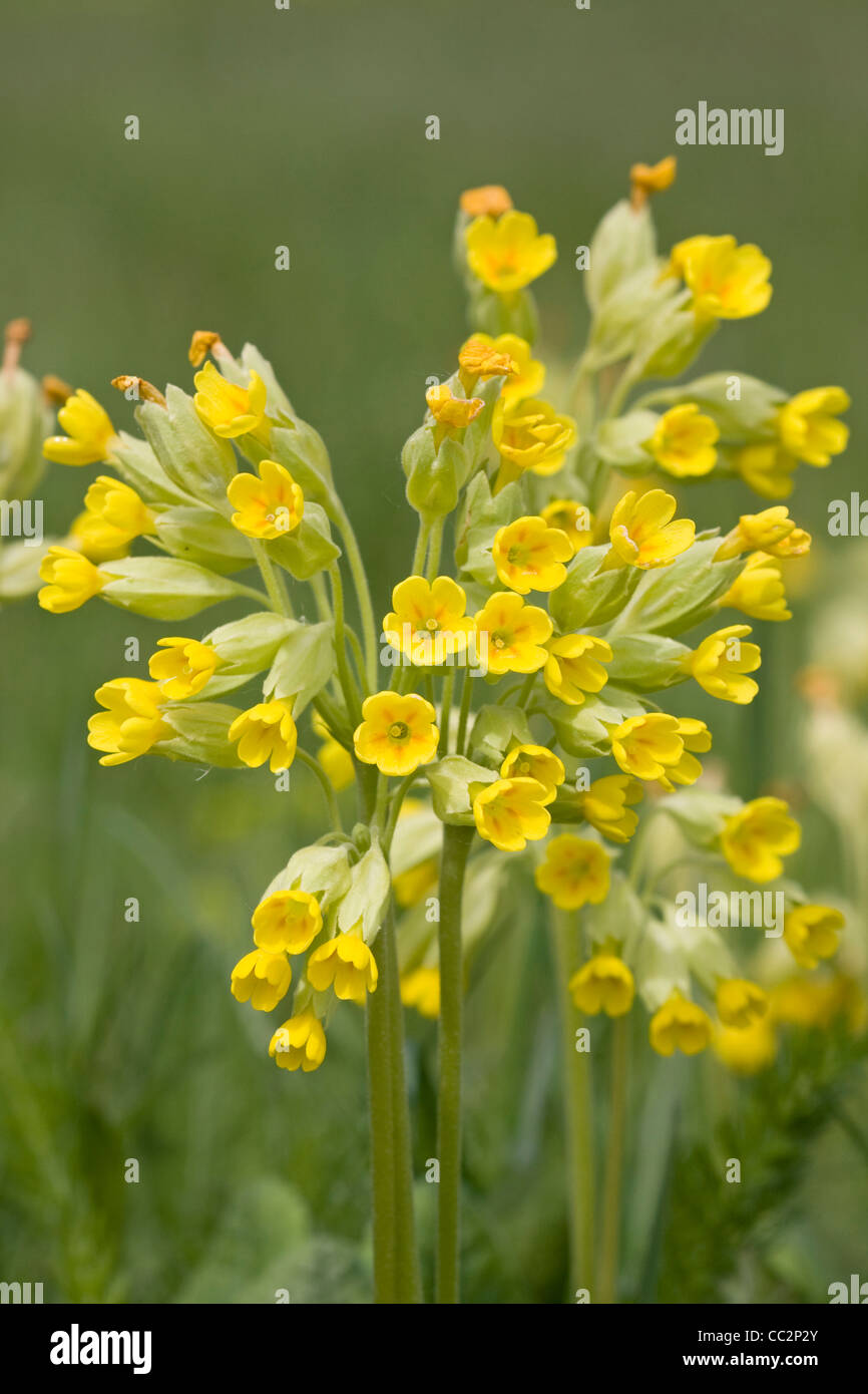 Cowslip (Primula veris Stock Photo - Alamy