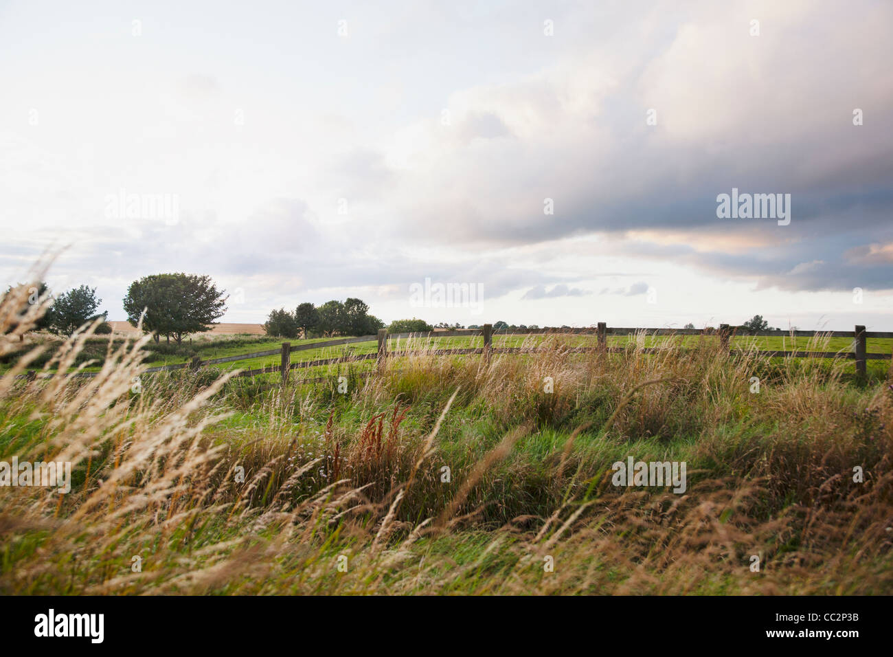 Ireland, County Westmeath, landscape with pasture Stock Photo - Alamy
