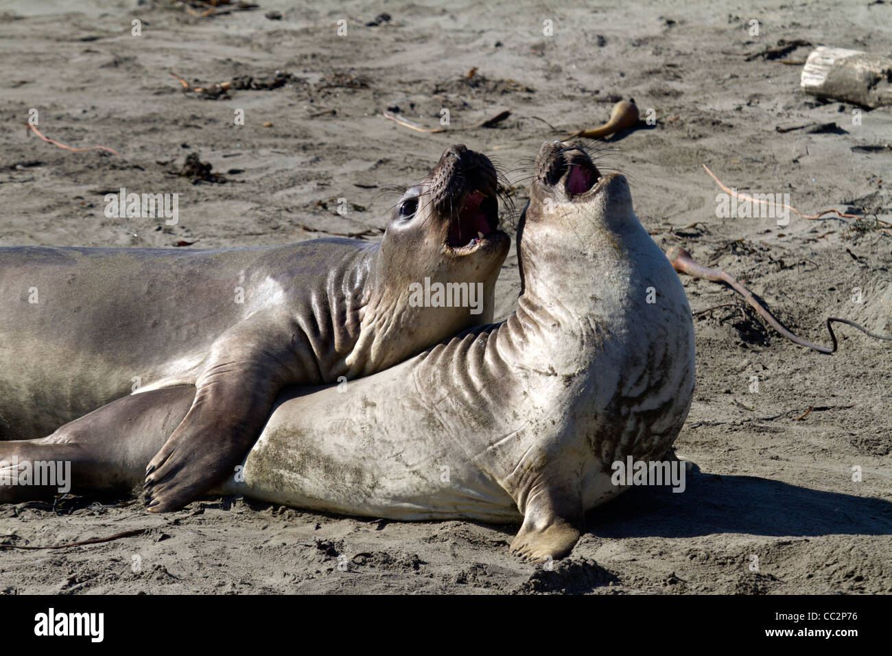 Elephant seal (Mirounga Stock Photo - Alamy