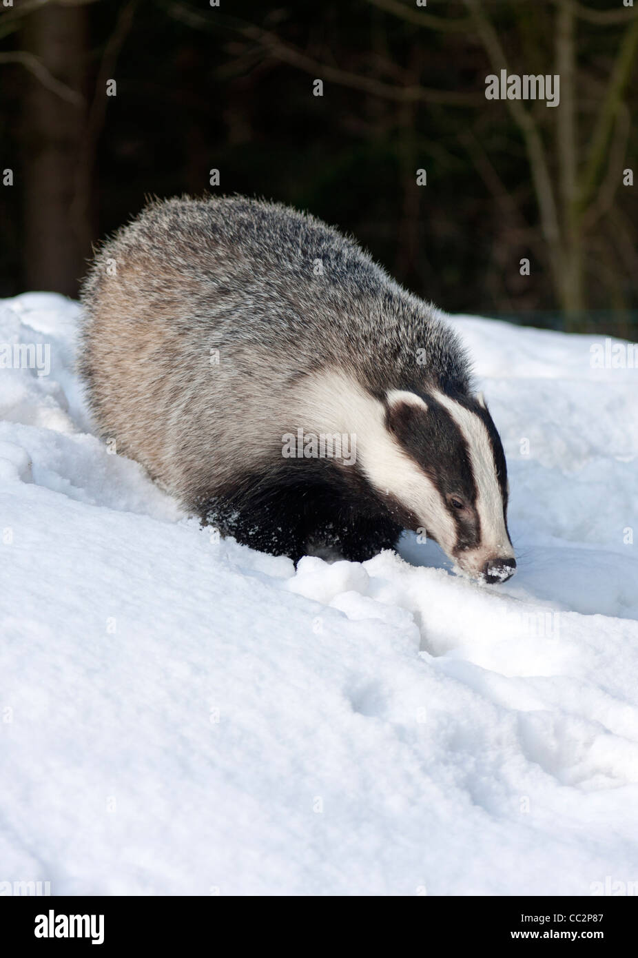 European badger in snow (Meles meles Stock Photo - Alamy
