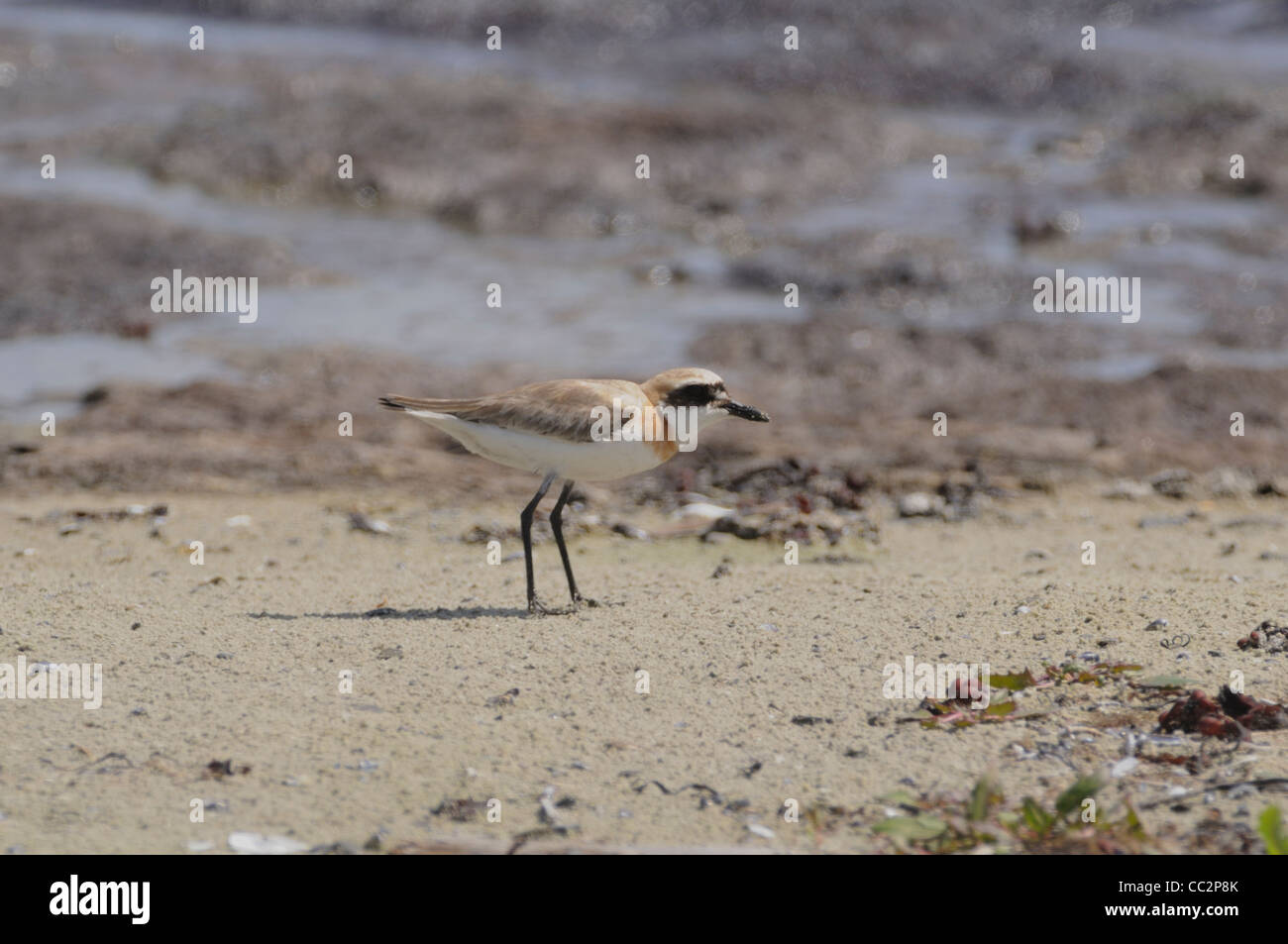 Plower hi-res stock photography and images - Alamy