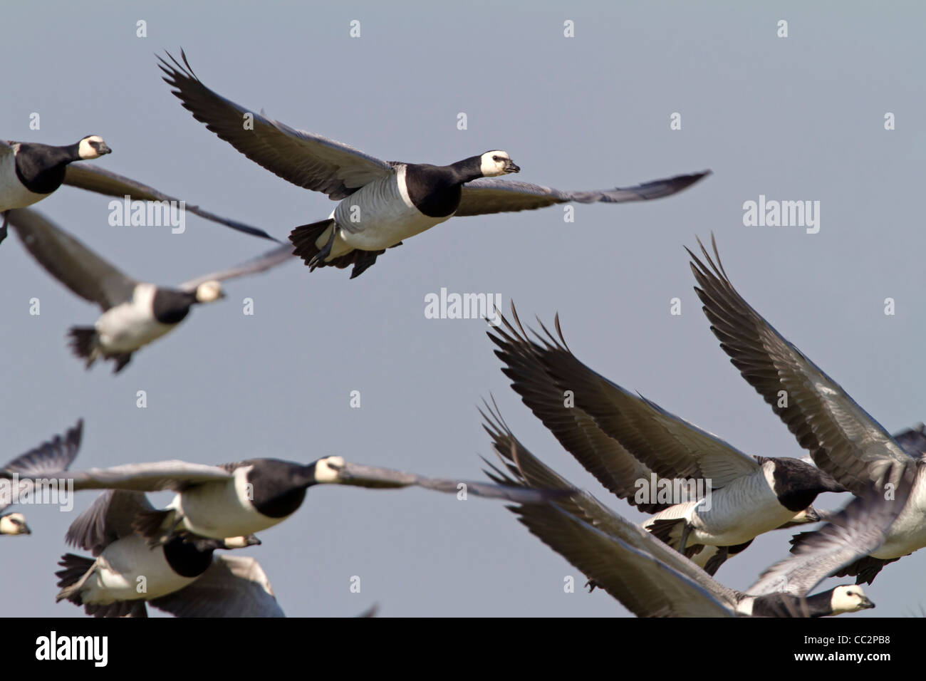 Barnacle geese barnacle goose hi-res stock photography and images - Alamy