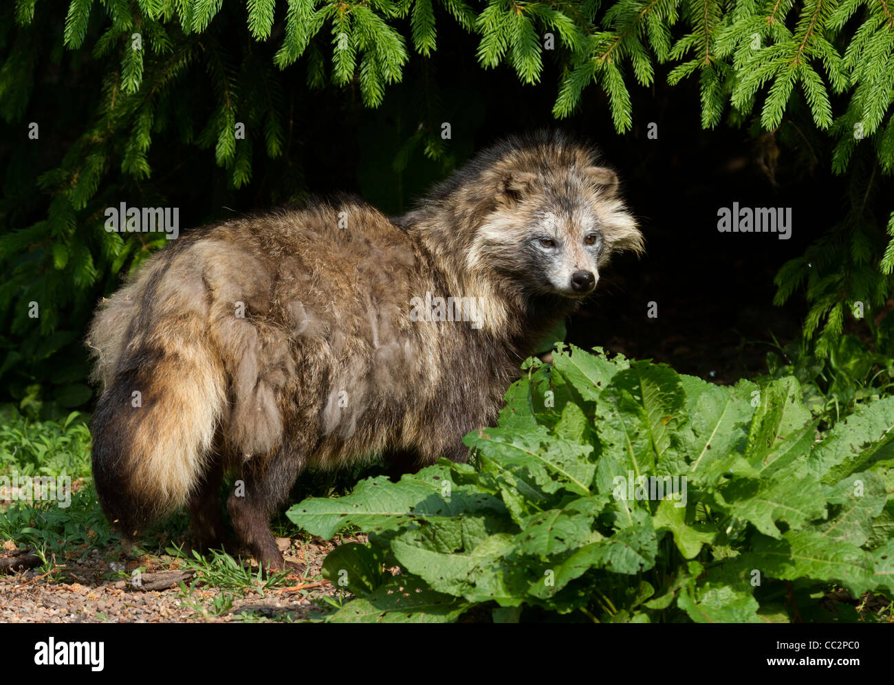 Raccoon dog (Nyctereutes procyonoides Stock Photo - Alamy