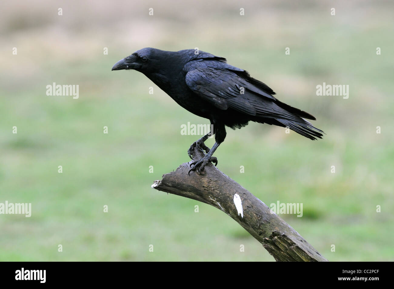 Raven (Corvus corax) resting on a branch Stock Photo - Alamy