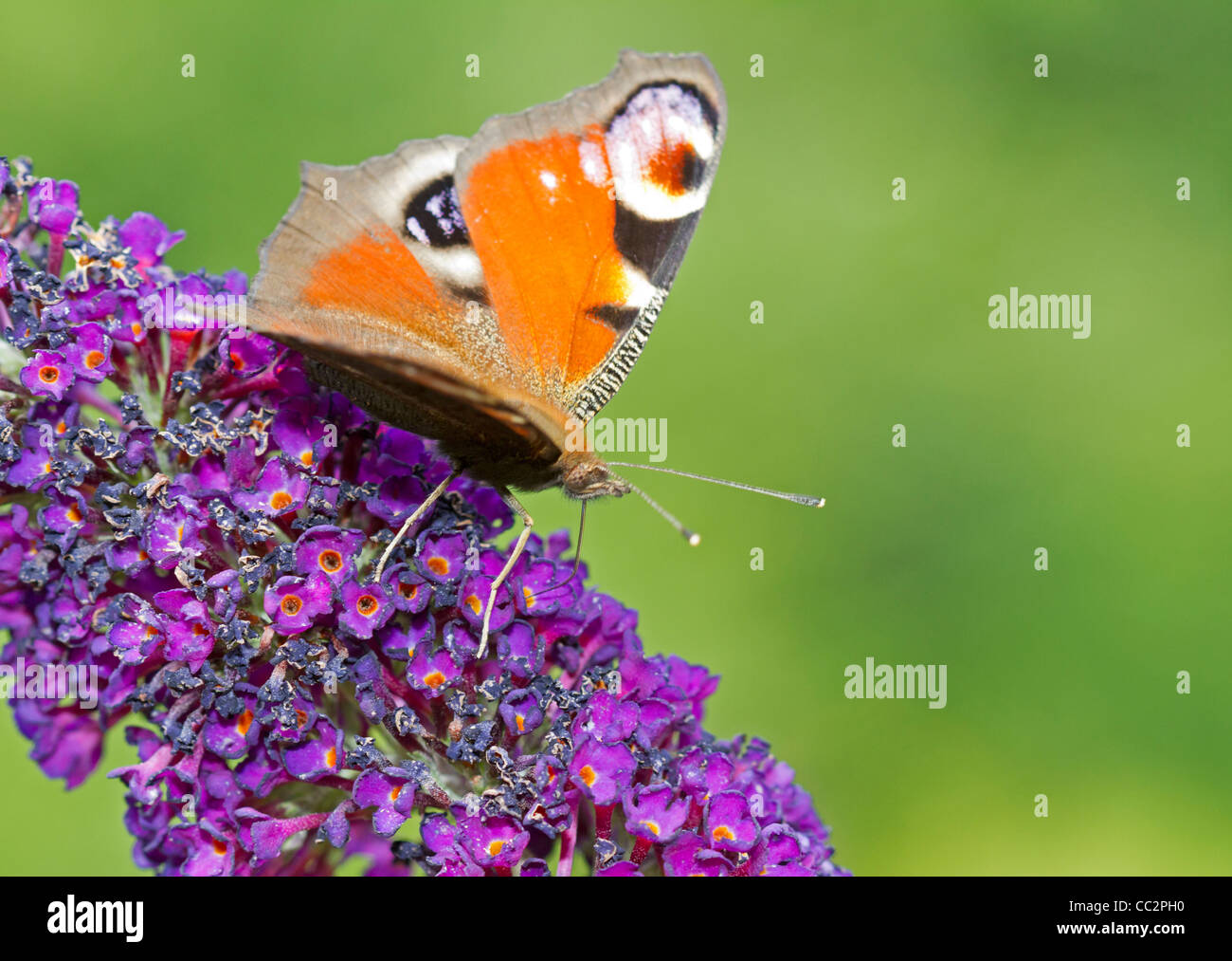 Schmetterling insekt inachis io hi-res stock photography and images - Alamy