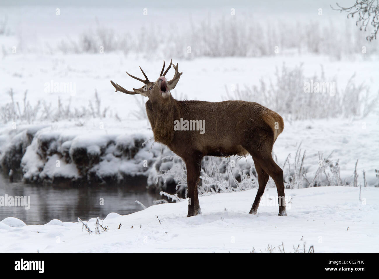 Ciervo cervido hi-res stock photography and images - Alamy