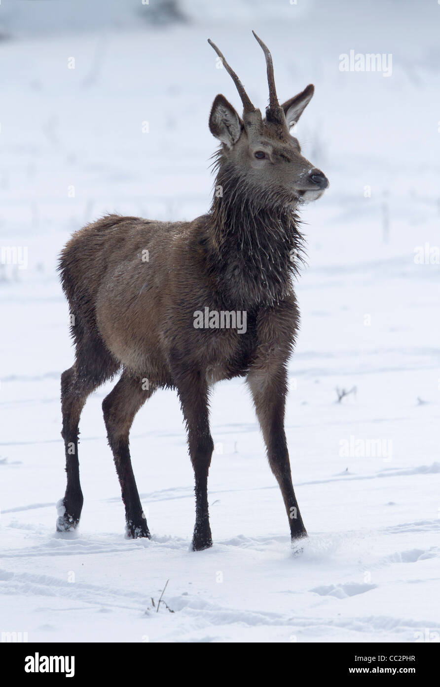 Red deer (Cervus elaphus Stock Photo - Alamy