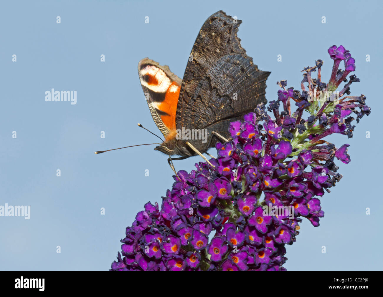 Peacock in bloom hi-res stock photography and images - Alamy