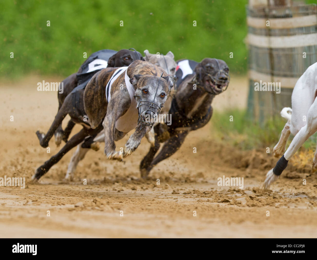 Runing dog hi-res stock photography and images - Alamy