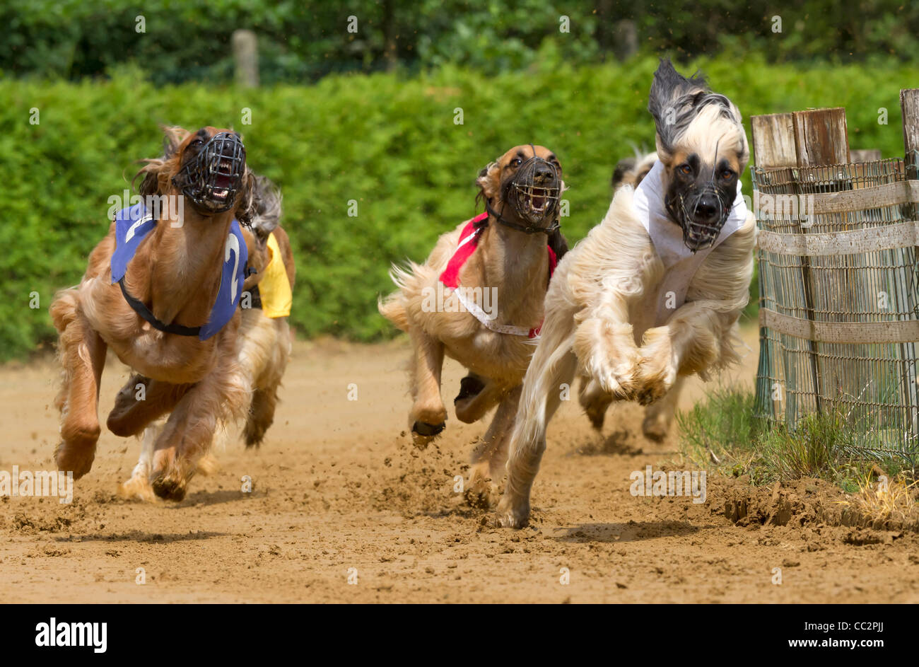 Runing dog hi-res stock photography and images - Alamy