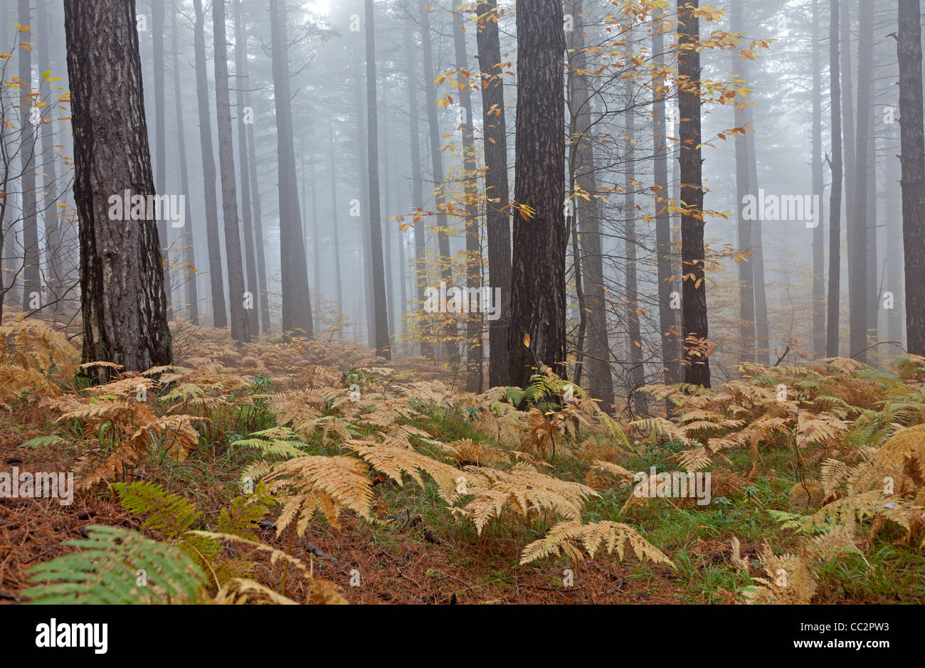 Forest with fog Stock Photo - Alamy