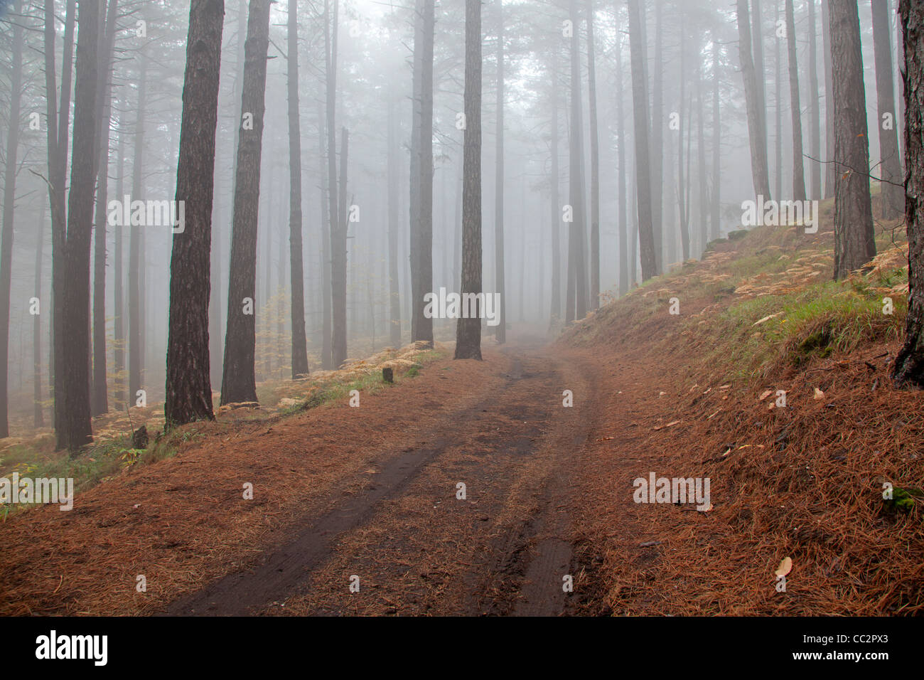 Forest with fog Stock Photo - Alamy