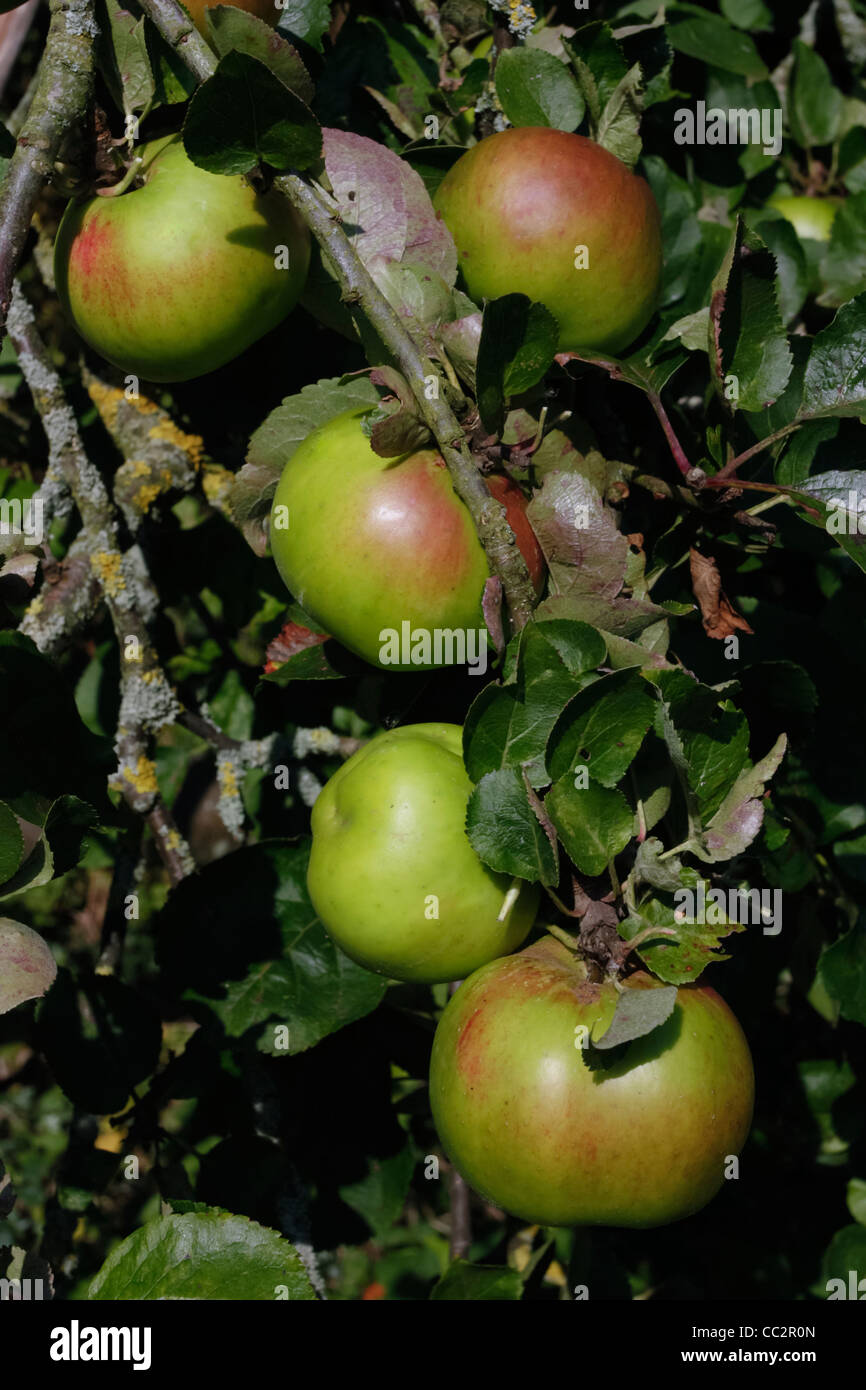 Ripe green apples growing on tree Stock Photo - Alamy