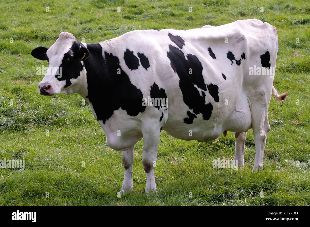 Cow grazing in fresh pastures in rural countryside Stock Photo - Alamy