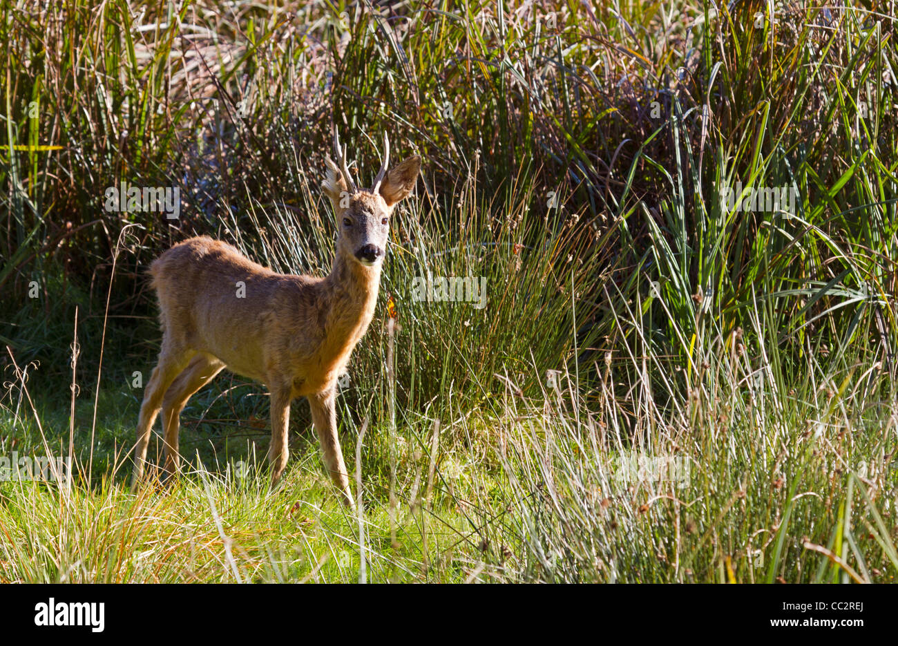 Ram and roebuck hi-res stock photography and images - Alamy