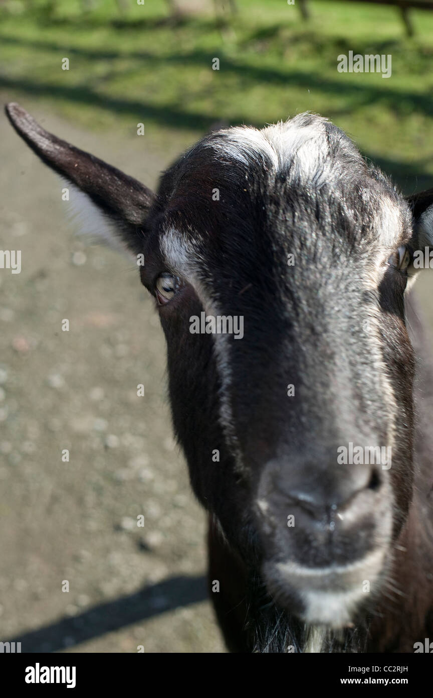 Goat looking straight at camera Stock Photo - Alamy
