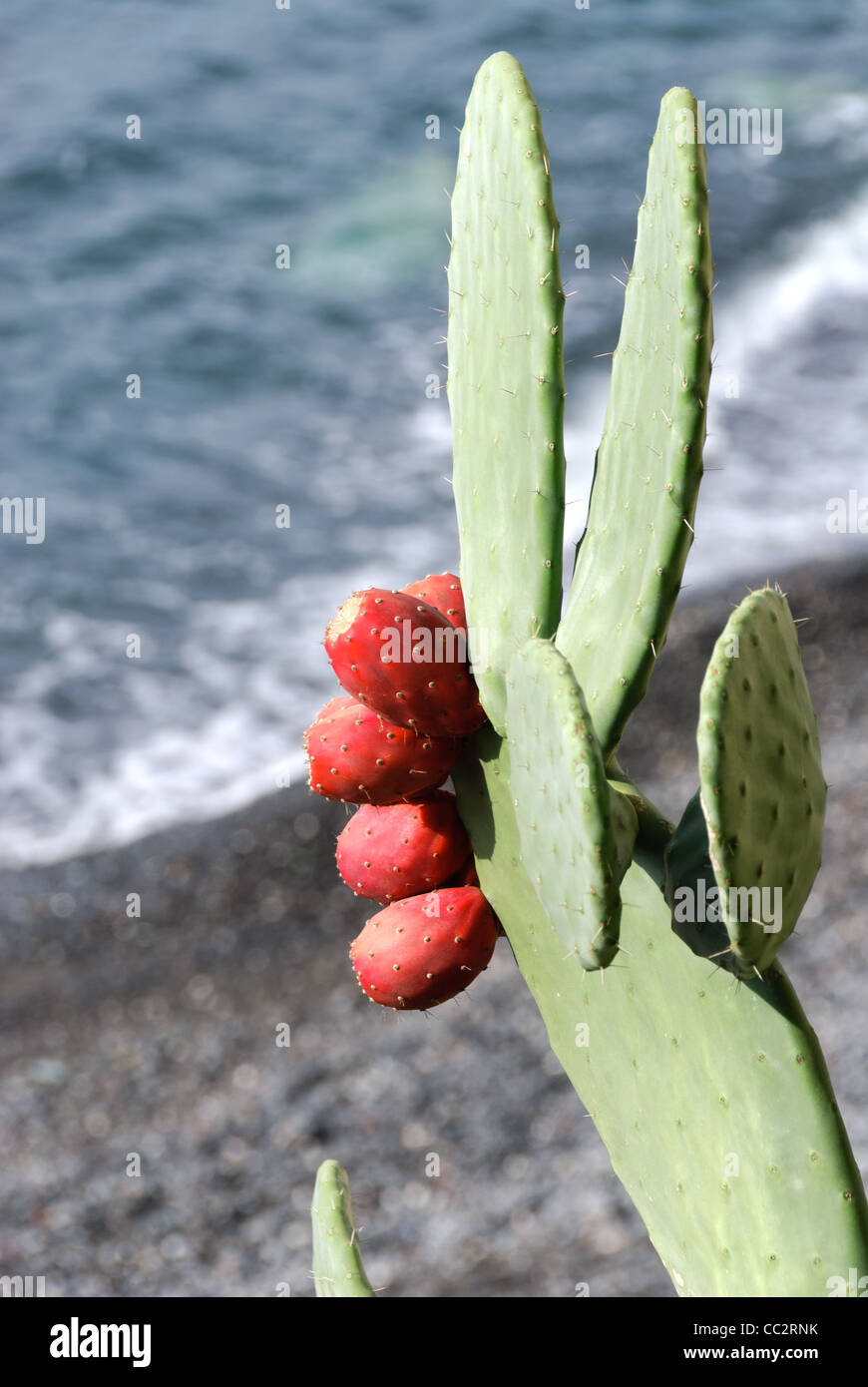 figs of india with the beach background Stock Photo - Alamy